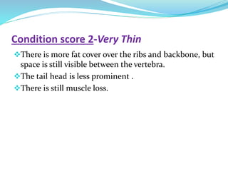 BODY CONDITION SCORE (BCS) OF HORSE | PDF