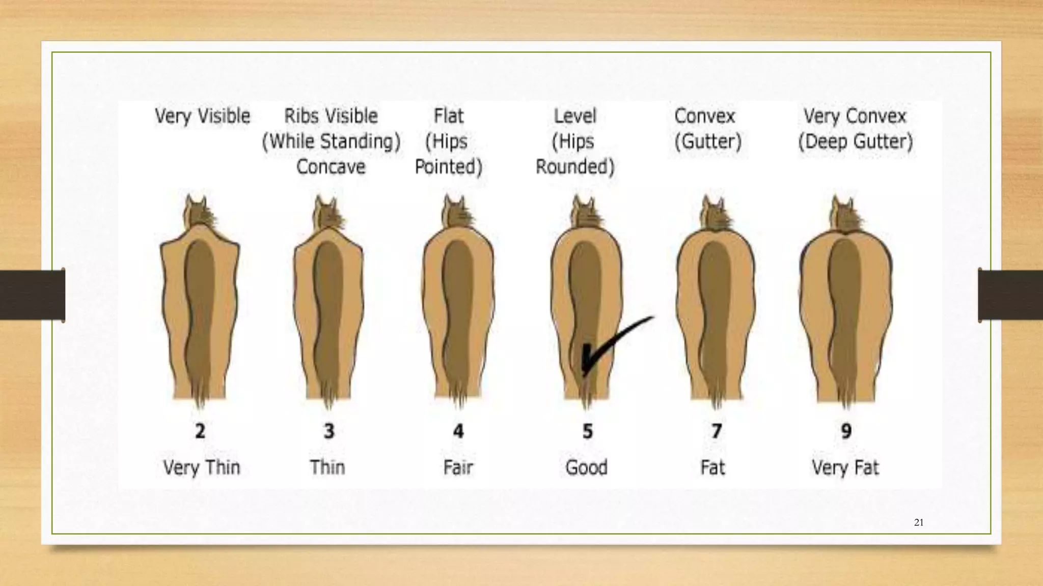 Body condition scoring (bcs) | PPTX