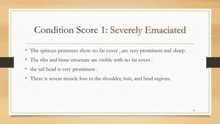 Body condition scoring (bcs) | PPTX