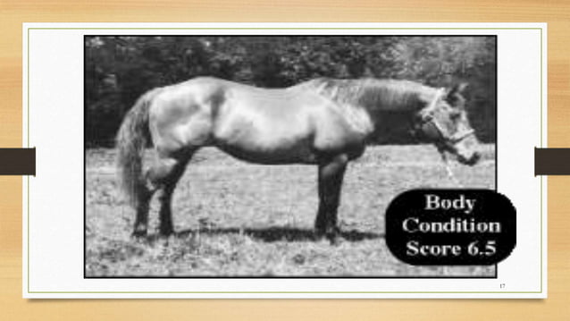 Body condition scoring (bcs) | PPTX