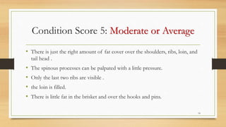 Body condition scoring (bcs) | PPTX