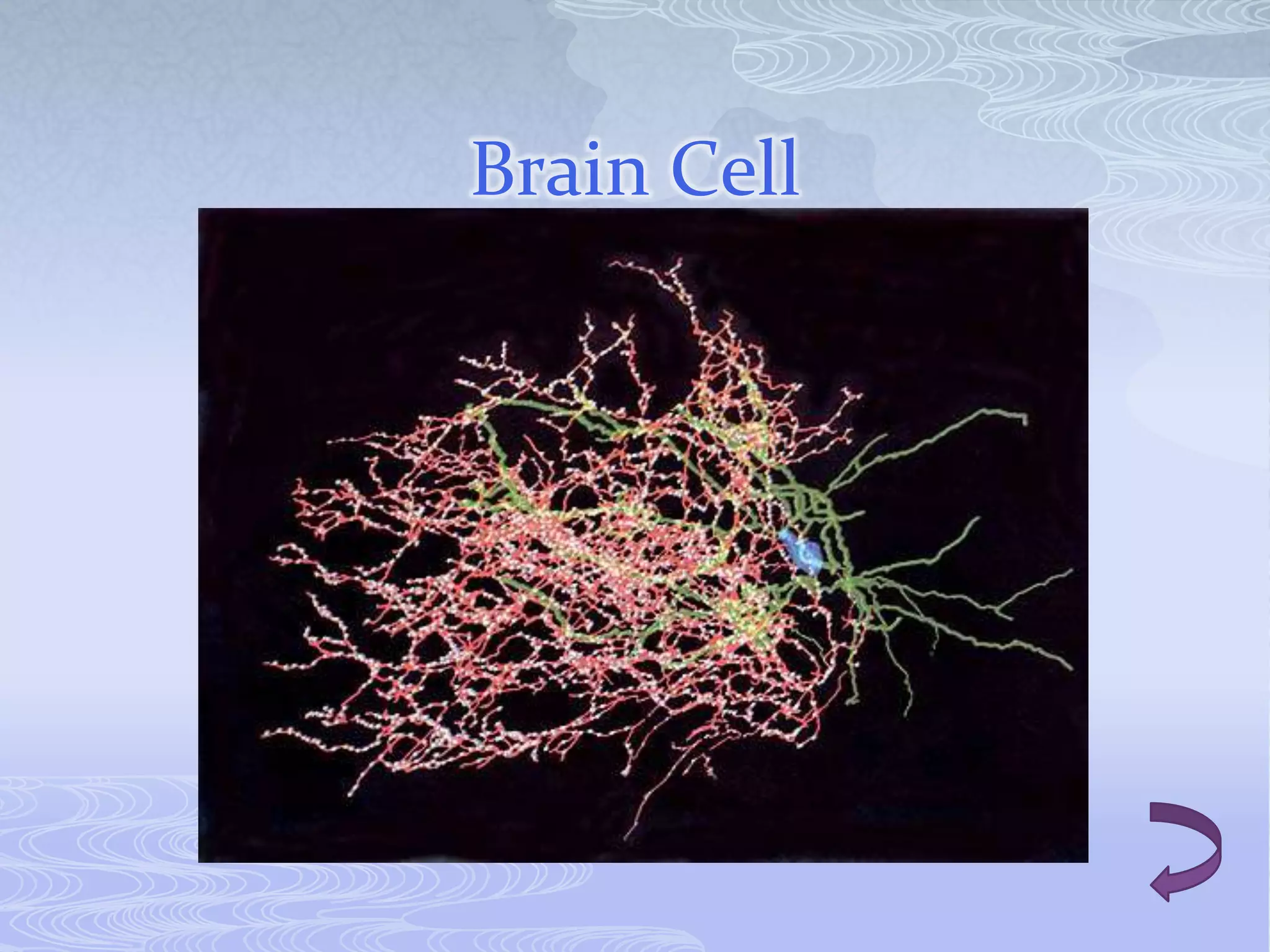 Body control systems | PPTX