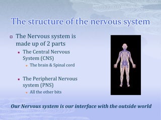 Body control systems | PPTX
