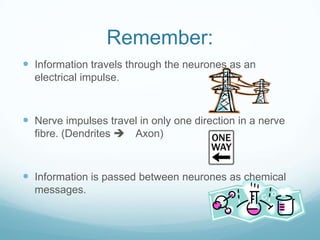Body control systems nervous system | PPTX