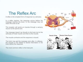 Body Control Systems Nervous System | PPTX