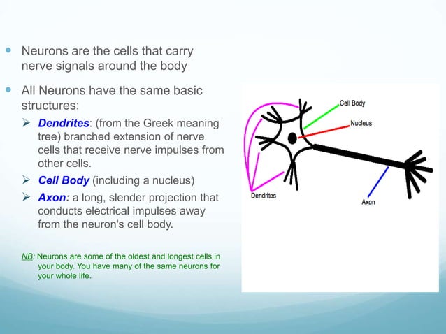 Body Control Systems Nervous System | PPT