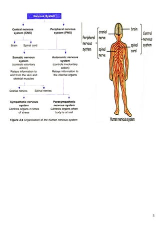 Body coordination | DOC
