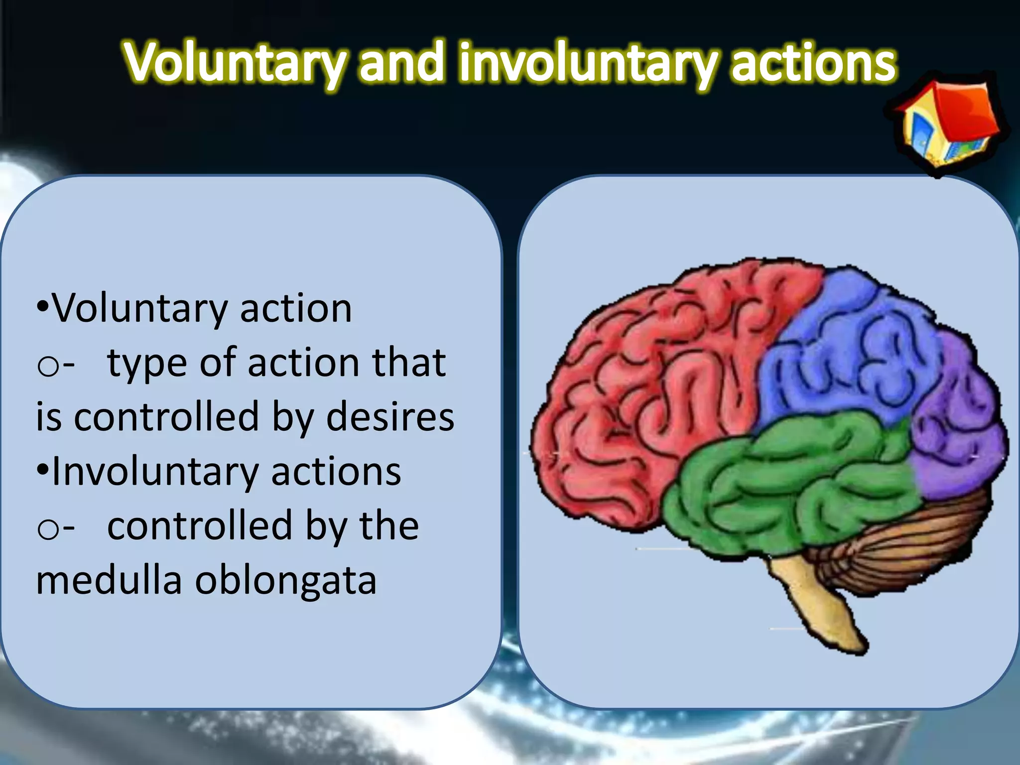 Body coordination (Chapter 2 Form 4) | PPTX