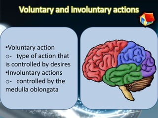 Body coordination (Chapter 2 Form 4) | PPTX