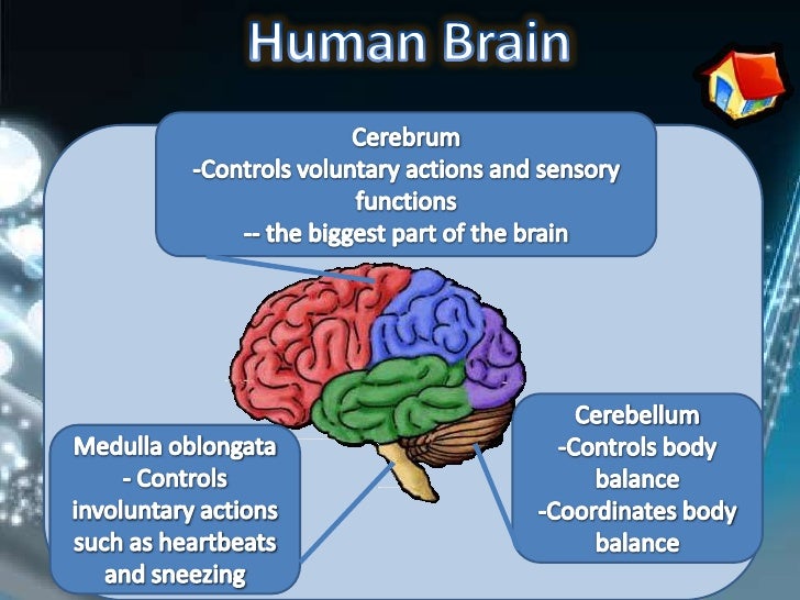 Body coordination (Chapter 2 Form 4)