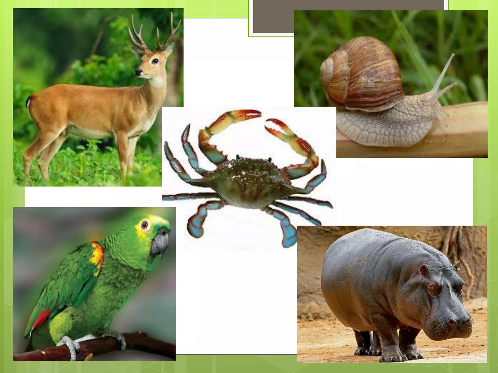 Body covering of animals | PPTX