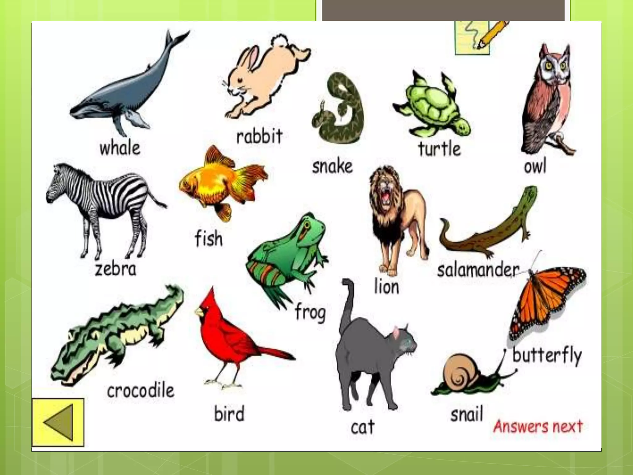 Body covering of animals | PPTX
