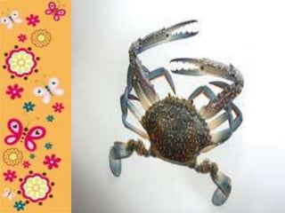 Body covering of animals | PPTX