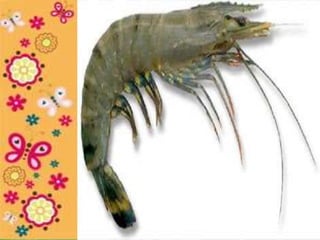 Body covering of animals | PPTX