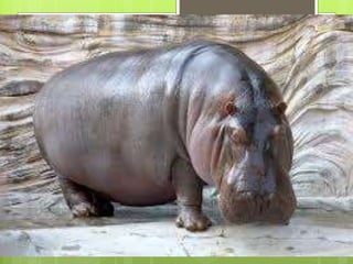 Body covering of animals | PPTX