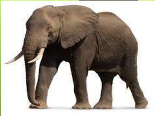 Body covering of animals | PPTX
