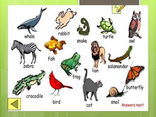 Body covering of animals | PPTX