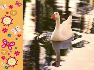 Body covering of animals | PPTX