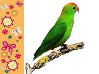 Body covering of animals | PPTX