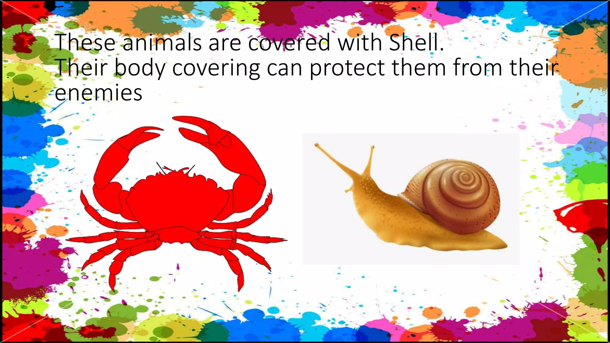 Body Covering of Animals | PPTX