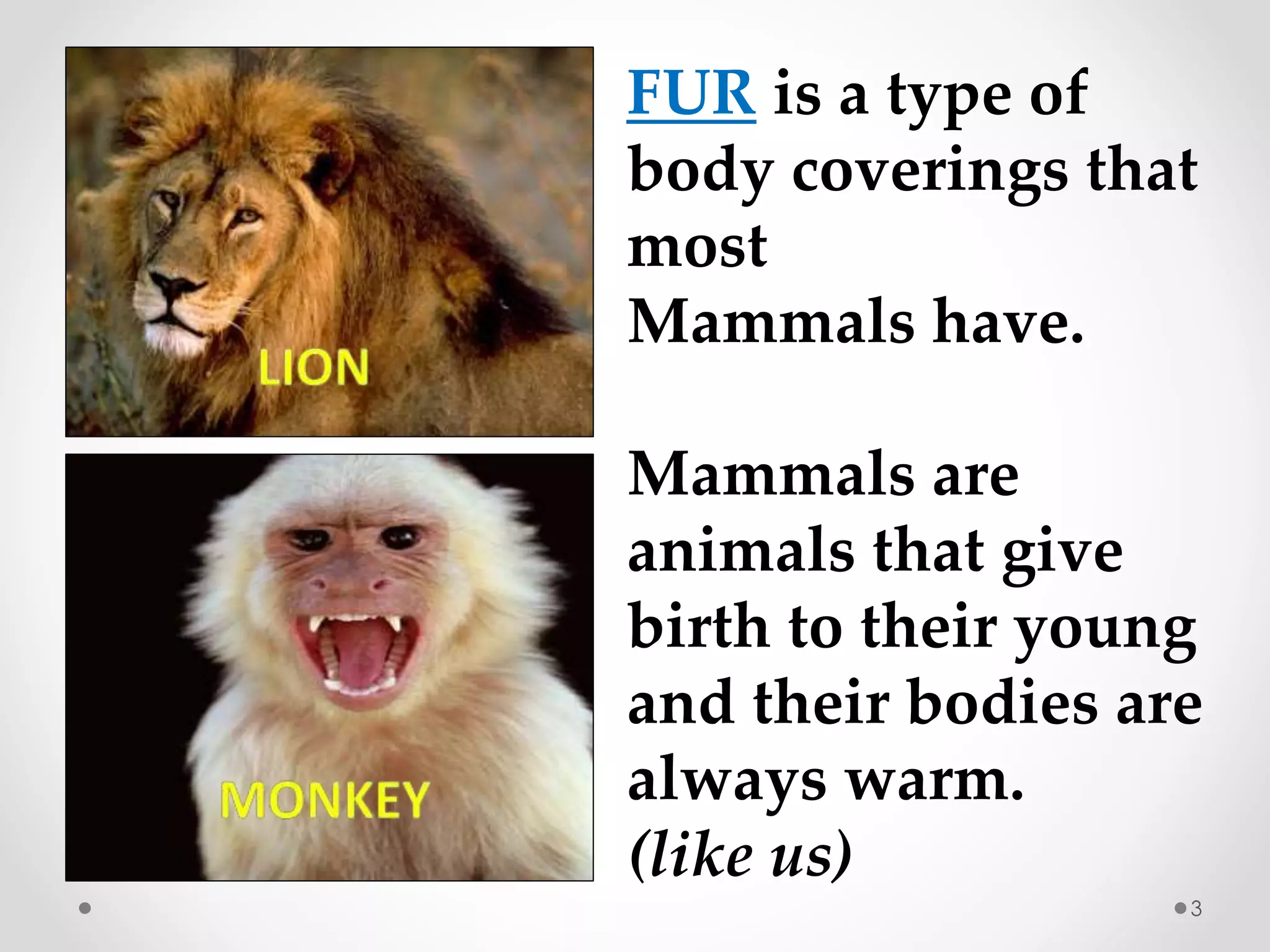 Body Coverings of Animals | PPTX