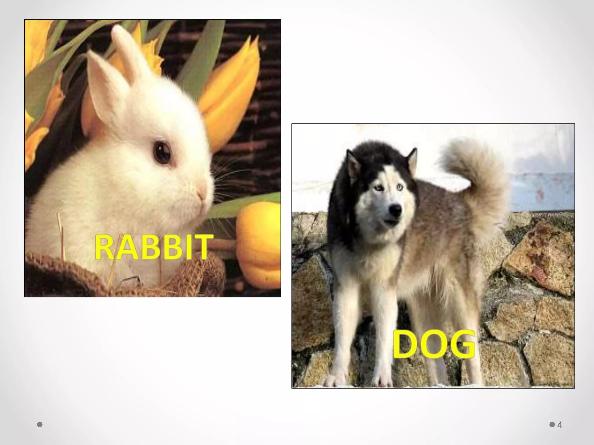 Body Coverings of Animals | PPTX