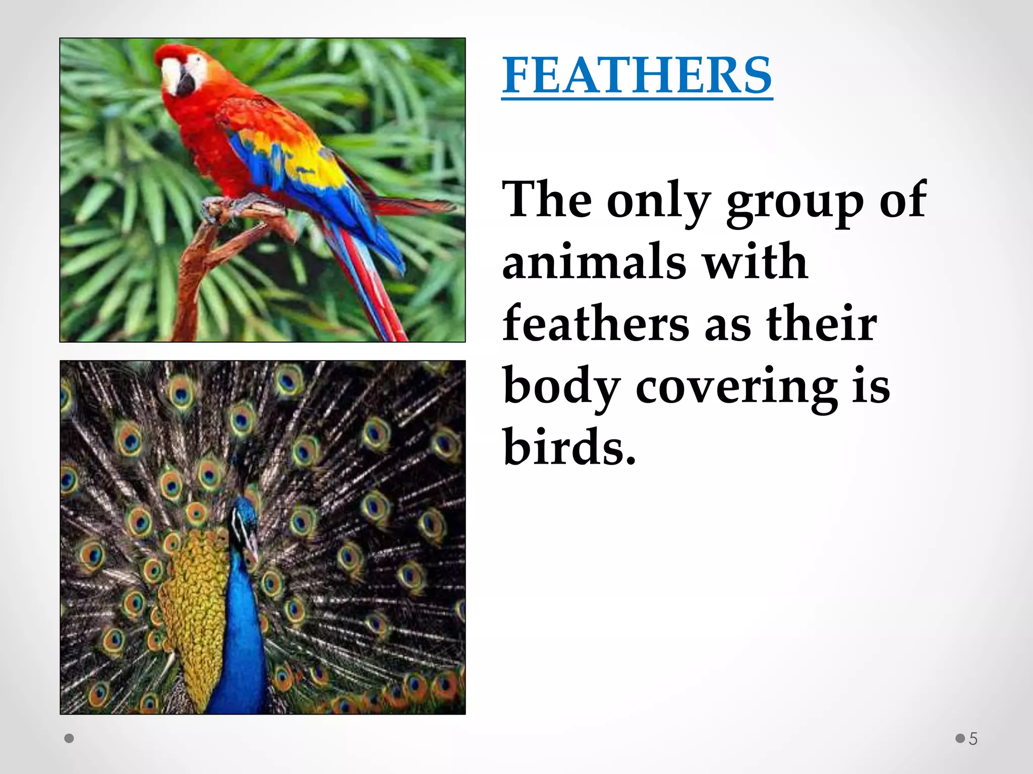 Body Coverings of Animals | PPTX