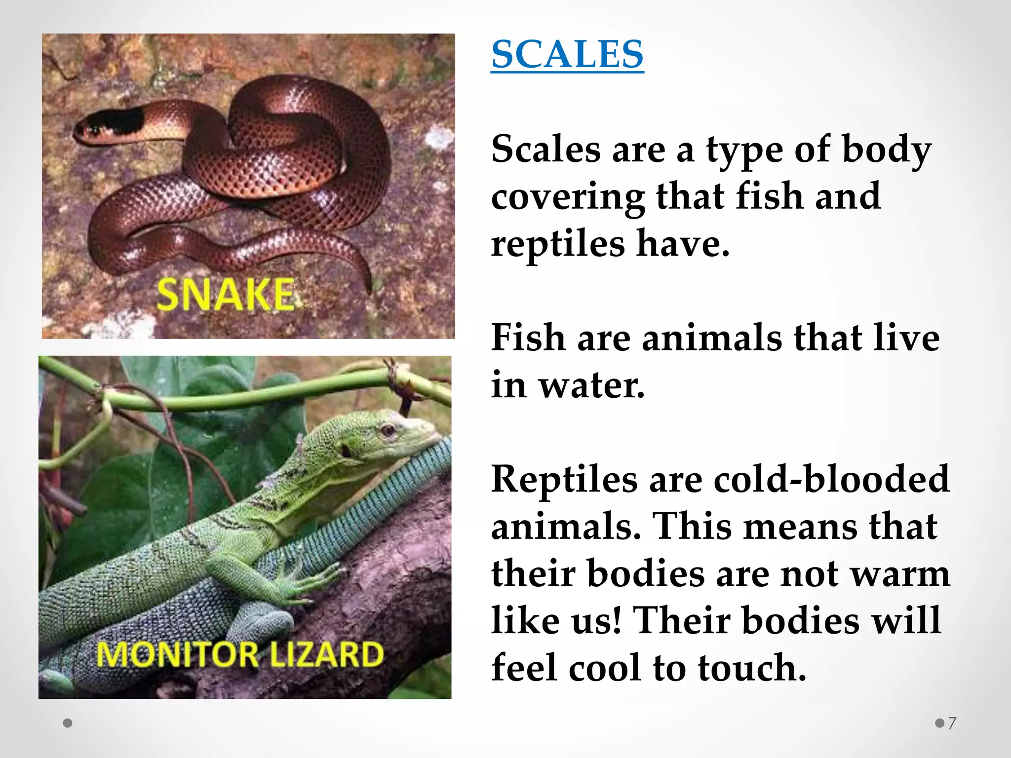 Body Coverings of Animals | PPTX