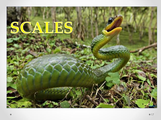 Body Coverings of Animals | PPTX