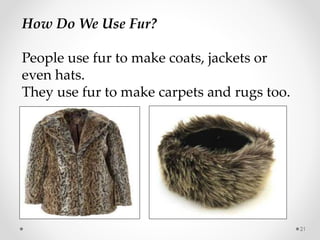 Body Coverings of Animals | PPTX