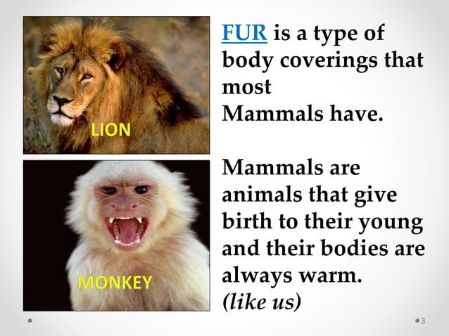 Body Coverings of Animals | PPTX