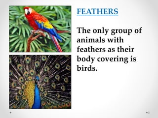 Body Coverings of Animals | PPTX