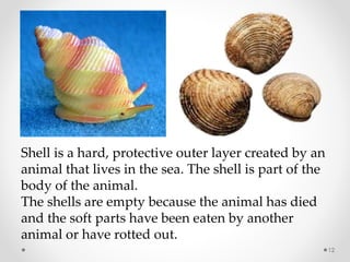Animals With Shell Body Covering