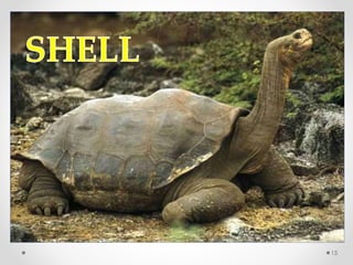 Animals With Shell Body Covering