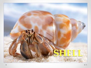 Animals With Shell Body Covering