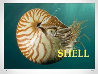 Animals With Shell Body Covering