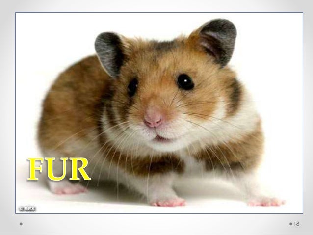 Body Coverings of Animals