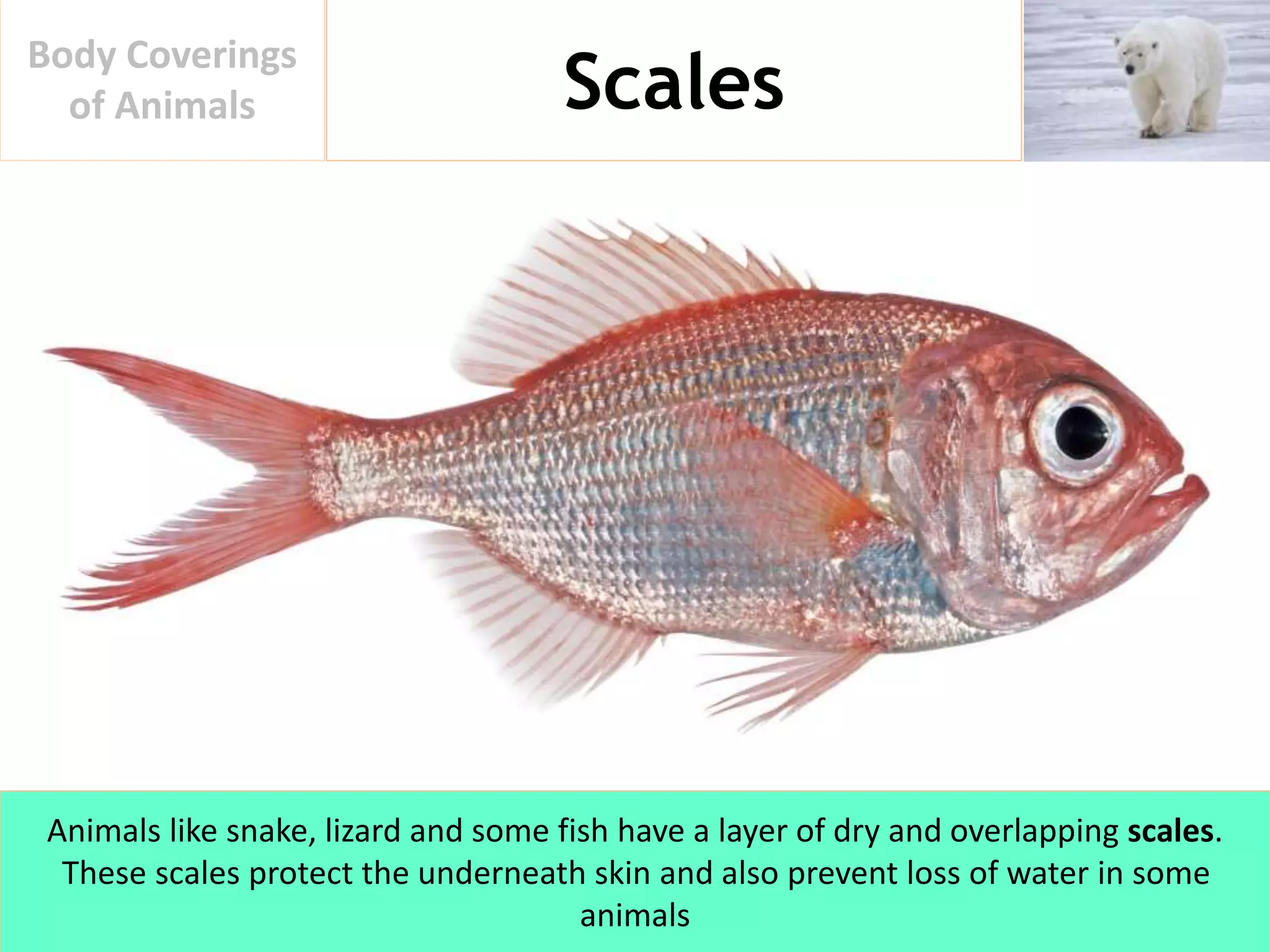 Body Coverings of Animals | PPTX