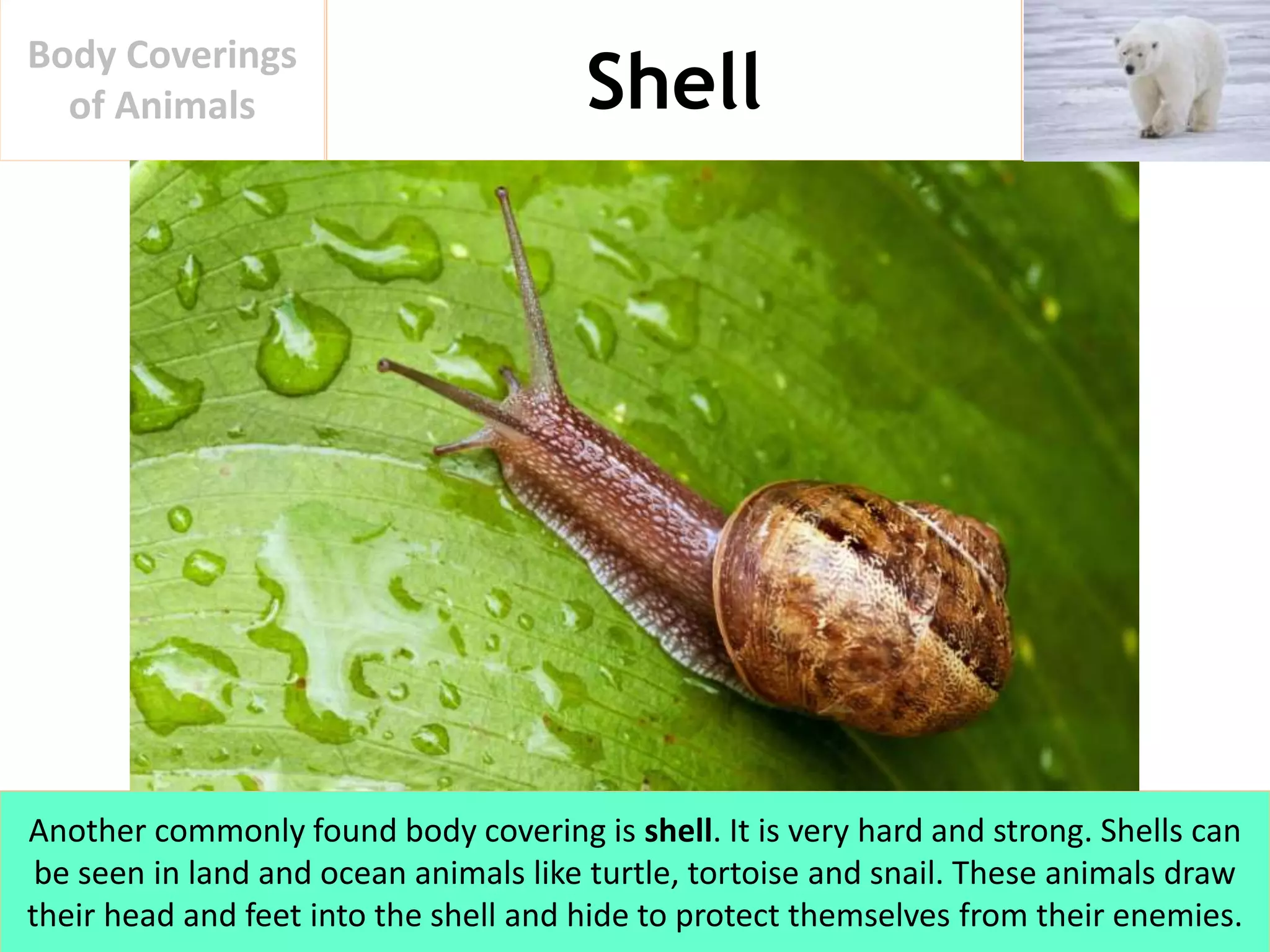 Body Coverings of Animals | PPTX