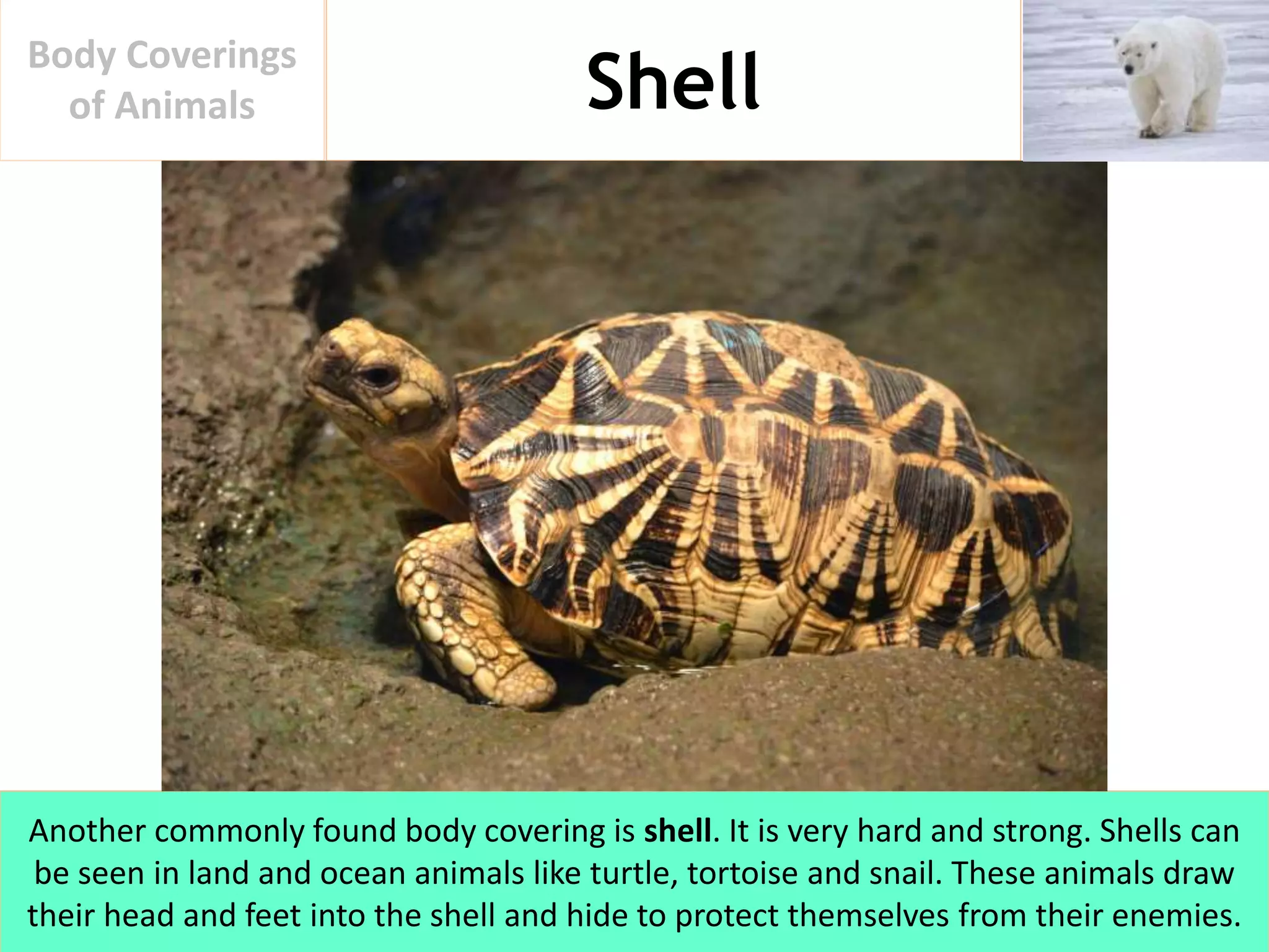 Body Coverings of Animals | PPTX