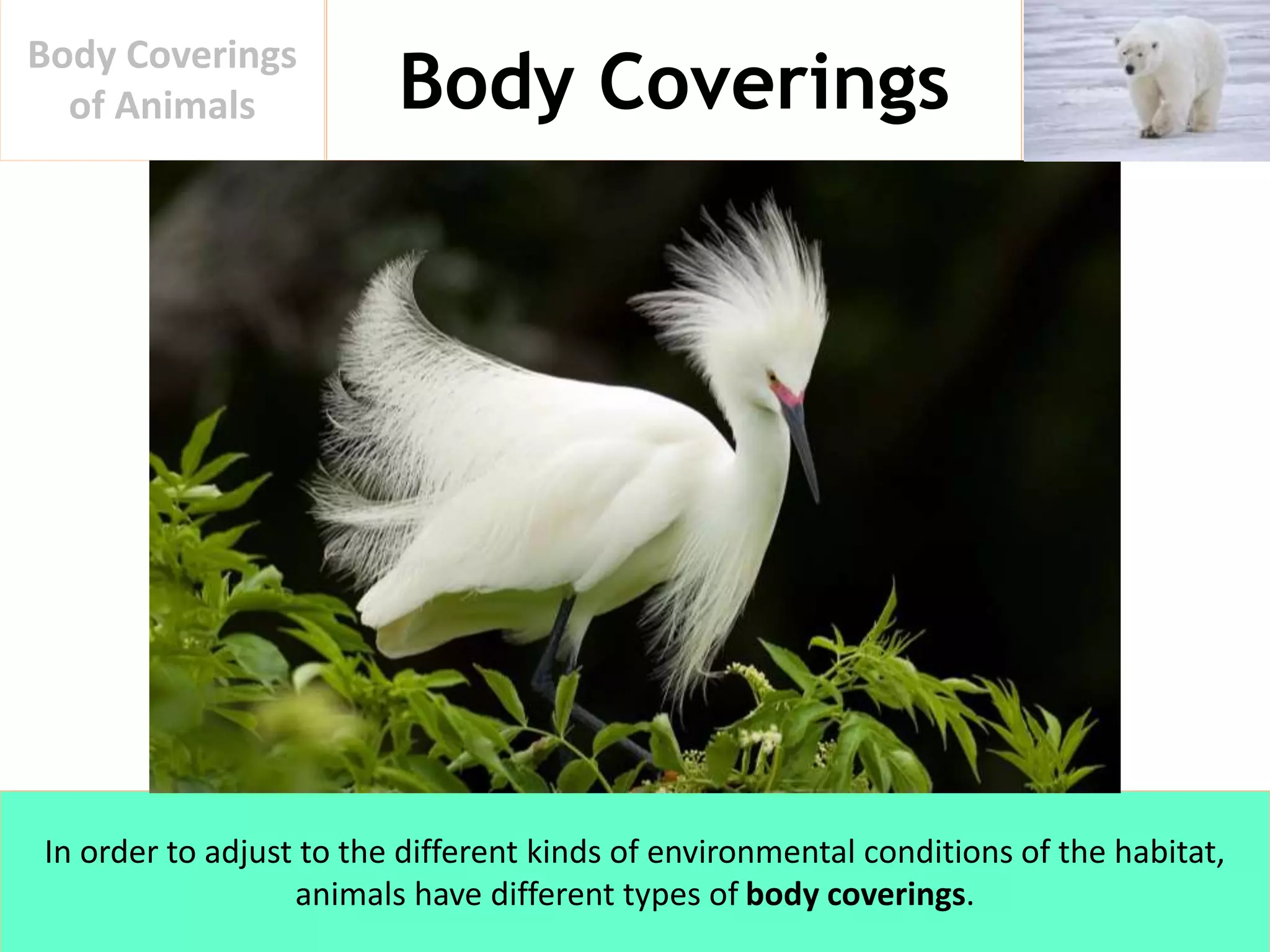 Body Coverings of Animals | PPTX