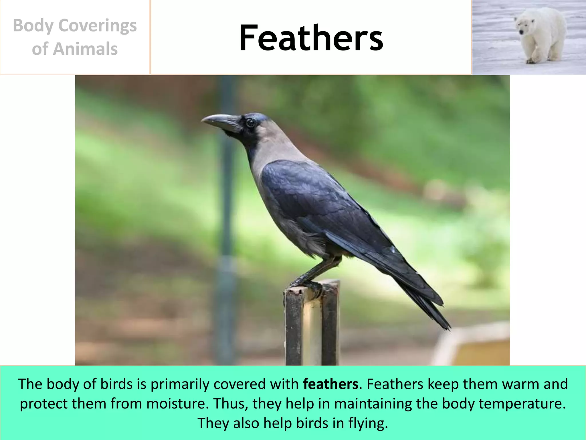 Body Coverings of Animals | PPTX