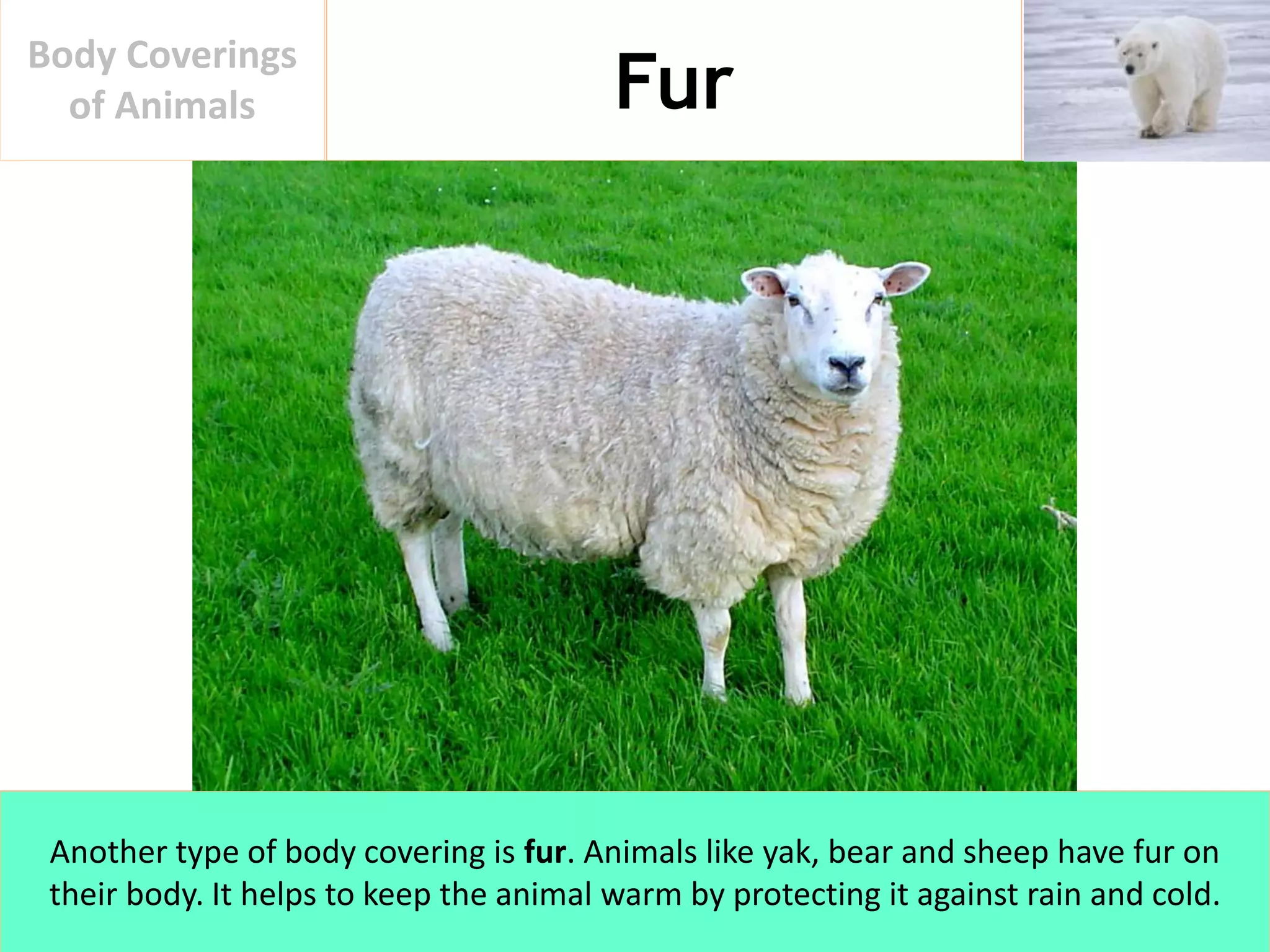 Body Coverings of Animals | PPTX