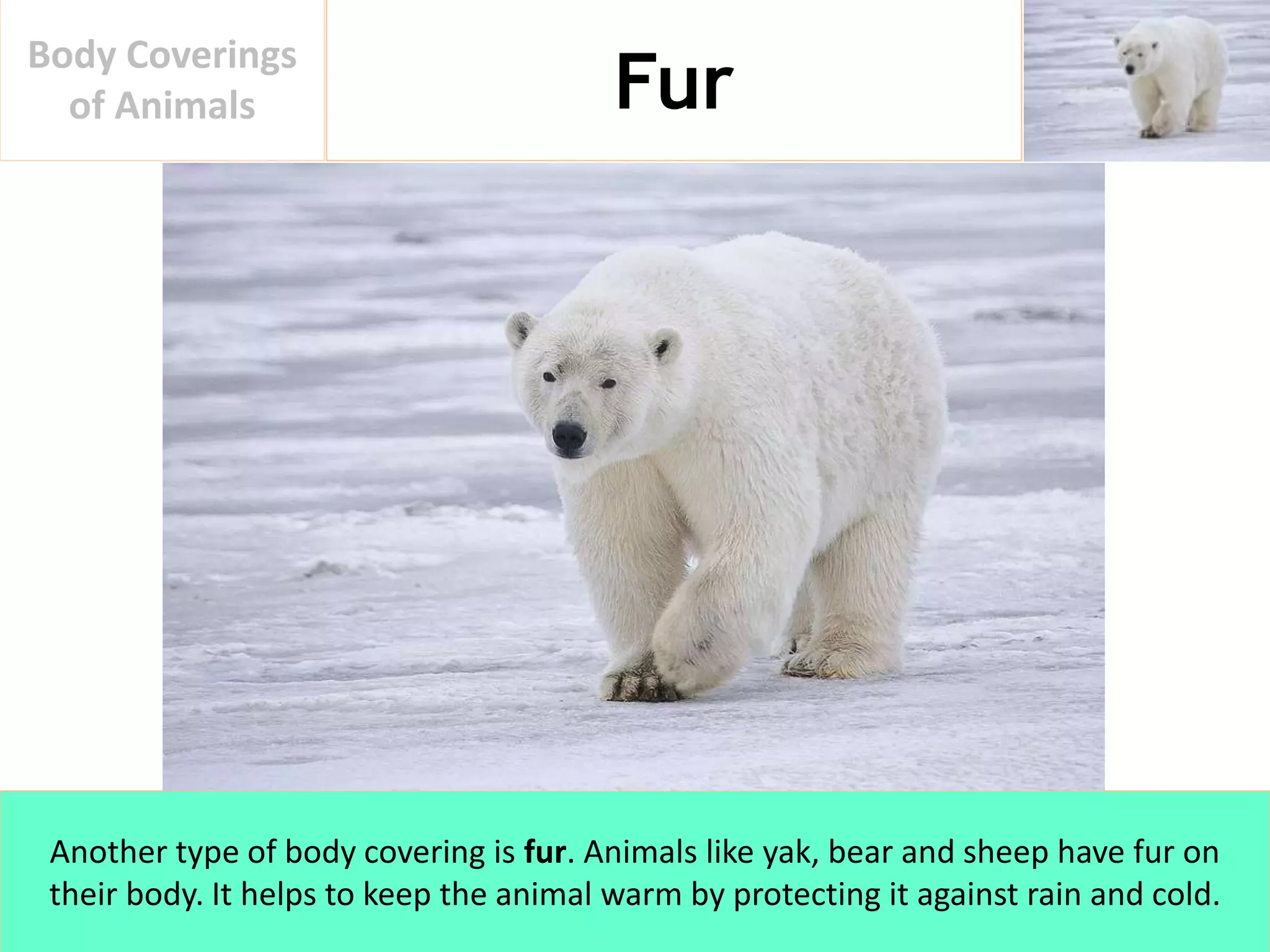 Body Coverings of Animals | PPTX