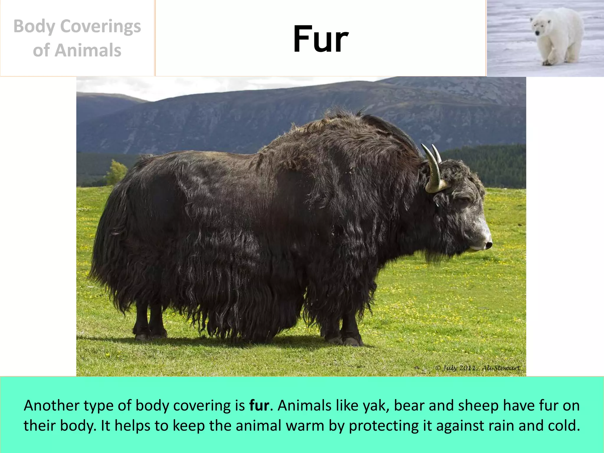 Body Coverings of Animals | PPTX