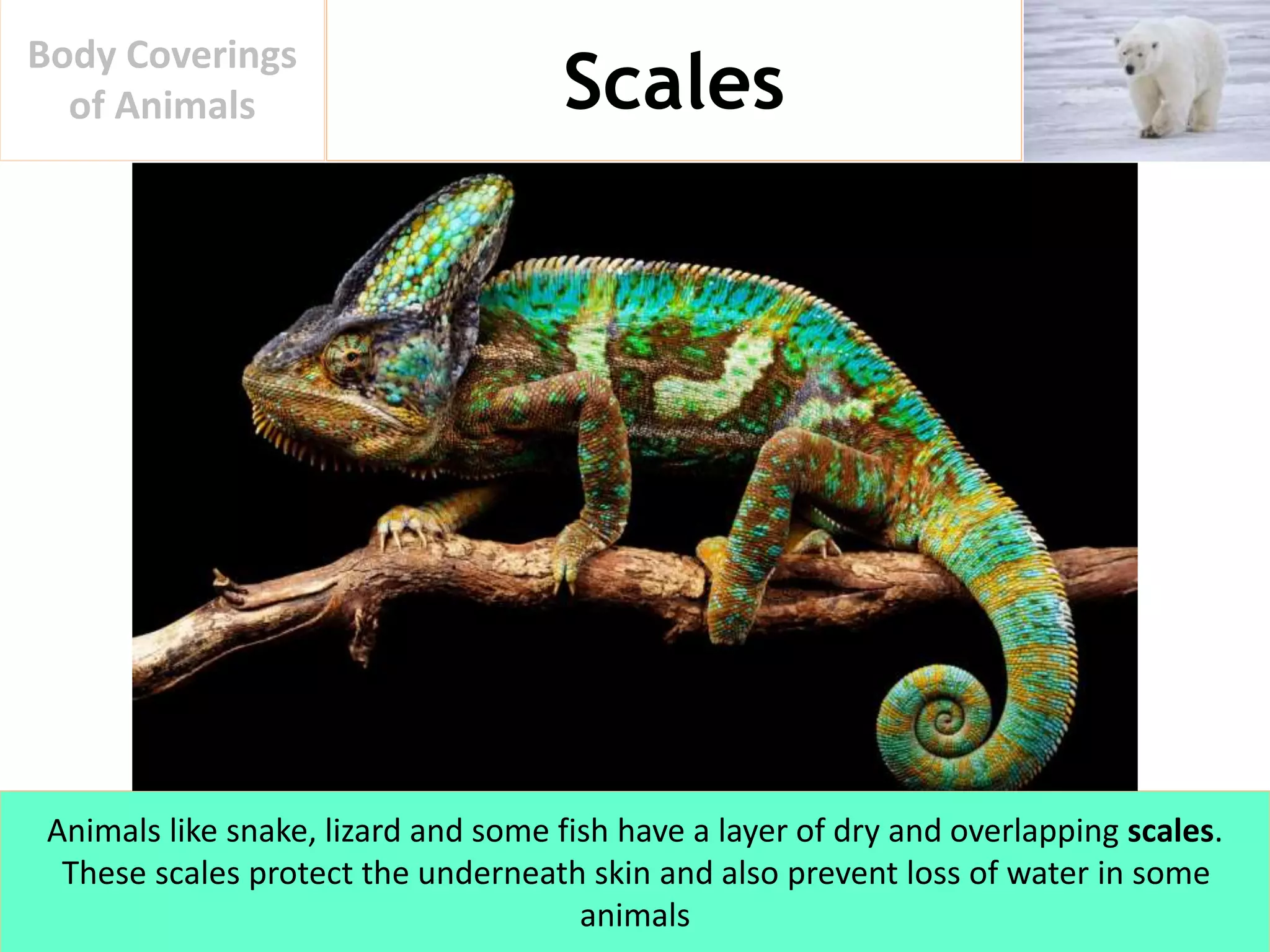 Body Coverings of Animals | PPTX