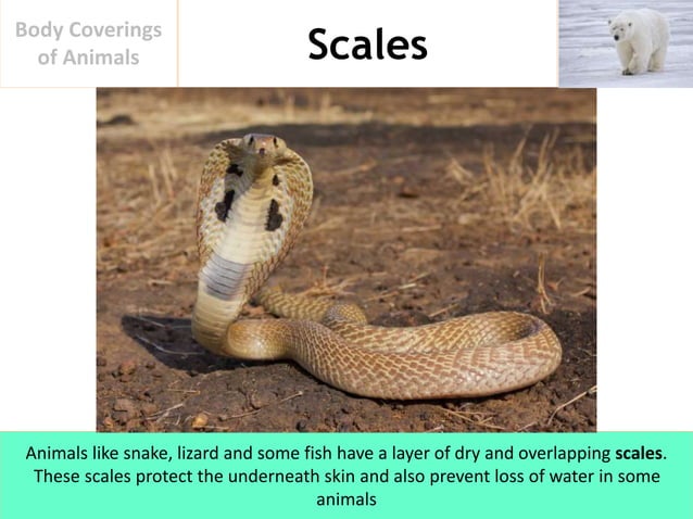 Body Coverings of Animals | PPTX | Birds | Pets