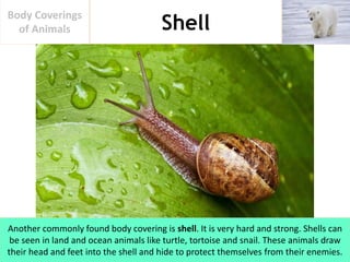 Body Coverings of Animals | PPTX