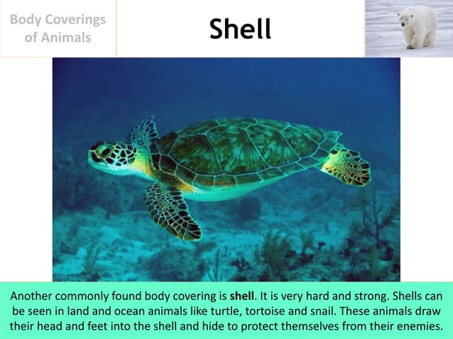 Body Coverings of Animals | PPTX | Birds | Pets