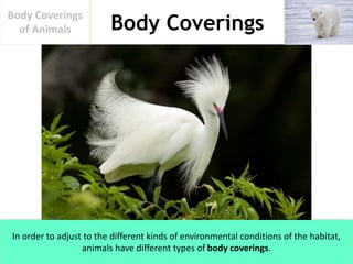 Body Coverings of Animals | PPTX